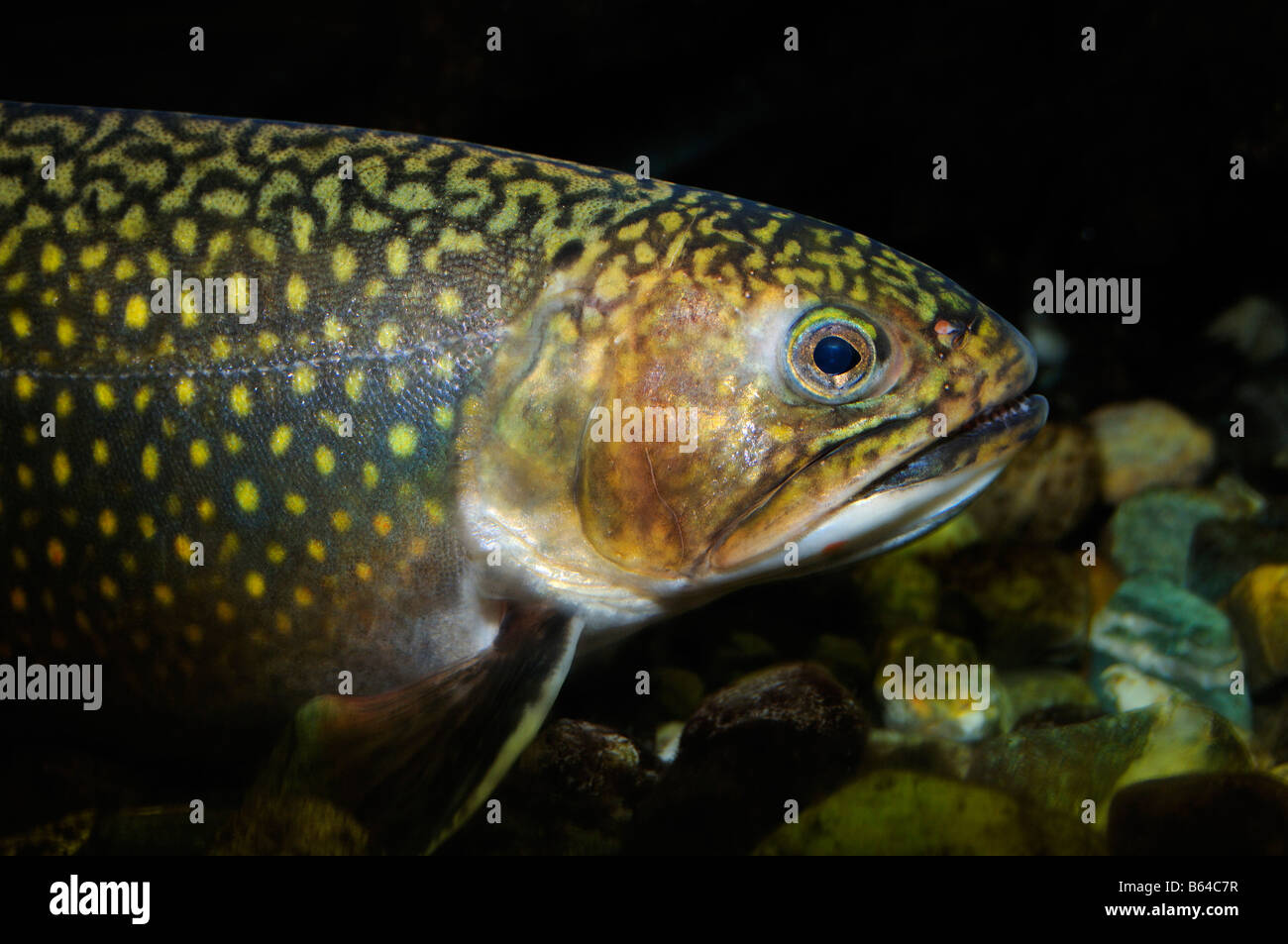 Fontinalis High Resolution Stock Photography and Images - Alamy