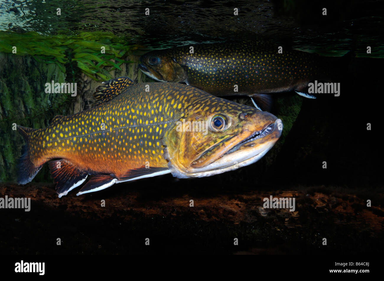 Brook trout Salvelinus fontinalis captive Stock Photo - Alamy