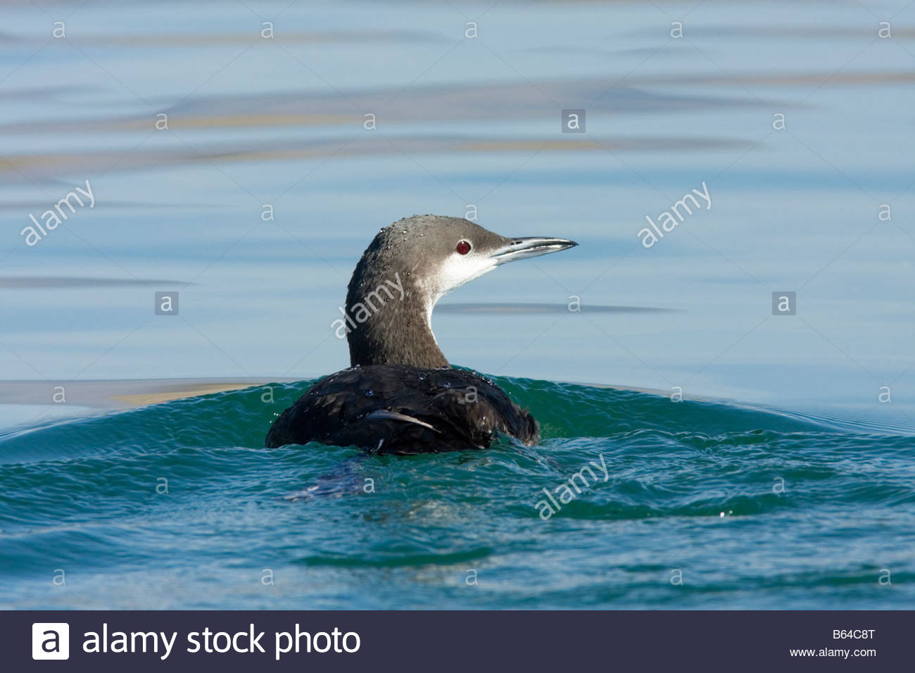 Gavia Pacifica High Resolution Stock Photography and Images - Alamy
