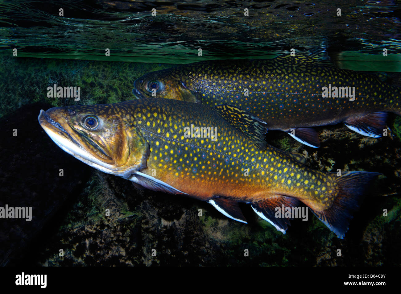 Brook trout Salvelinus fontinalis captive Stock Photo - Alamy
