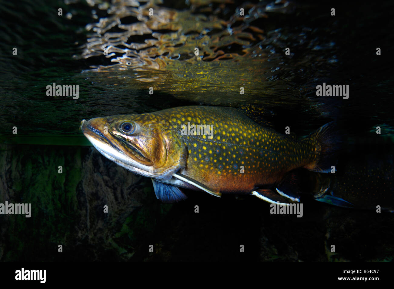 Brook trout Salvelinus fontinalis captive Stock Photo - Alamy