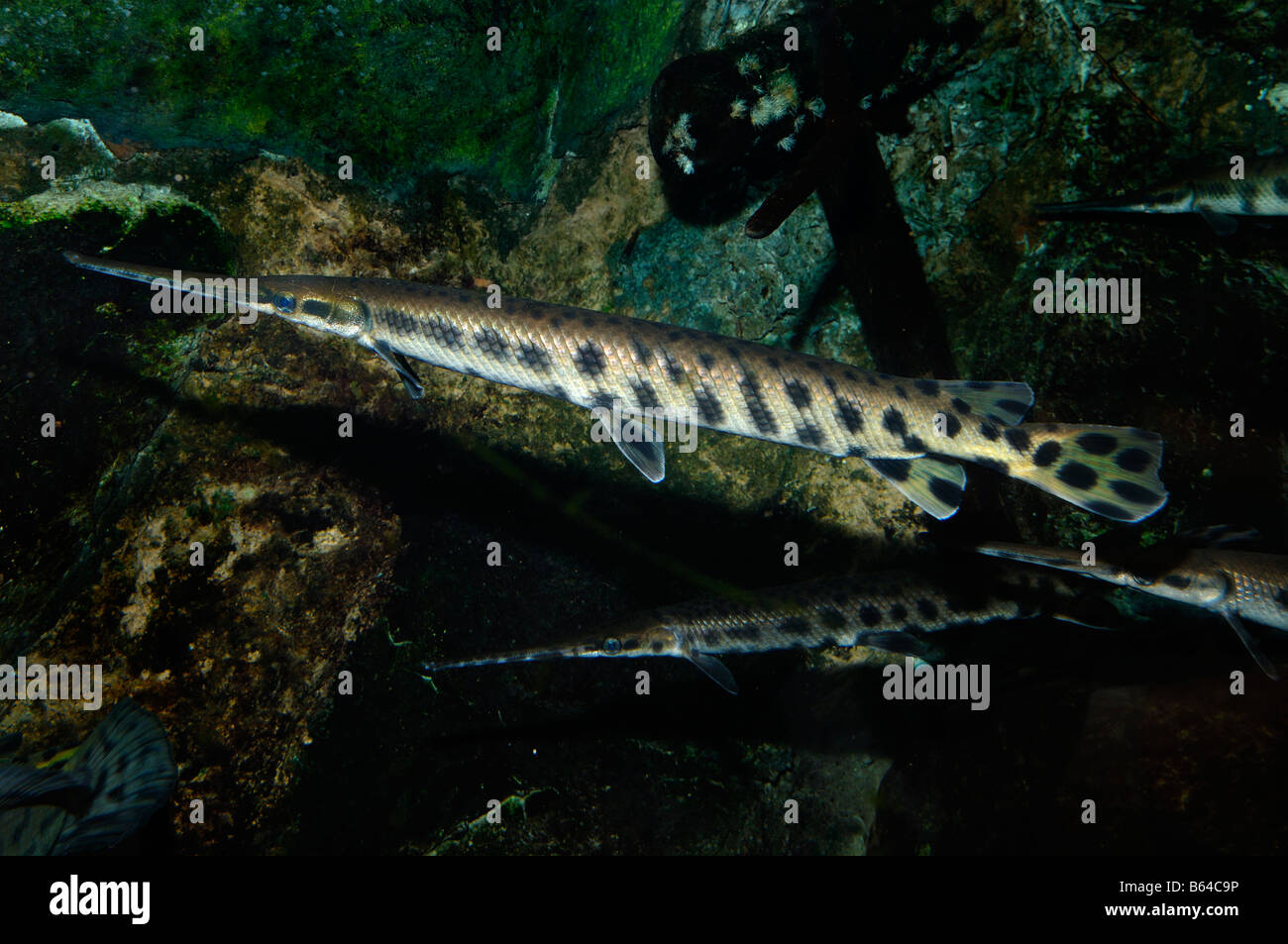 Longnose gar fish hi-res stock photography and images - Alamy