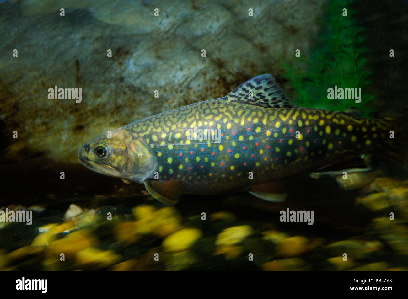Brook trout Salvelinus fontinalis captive Stock Photo - Alamy
