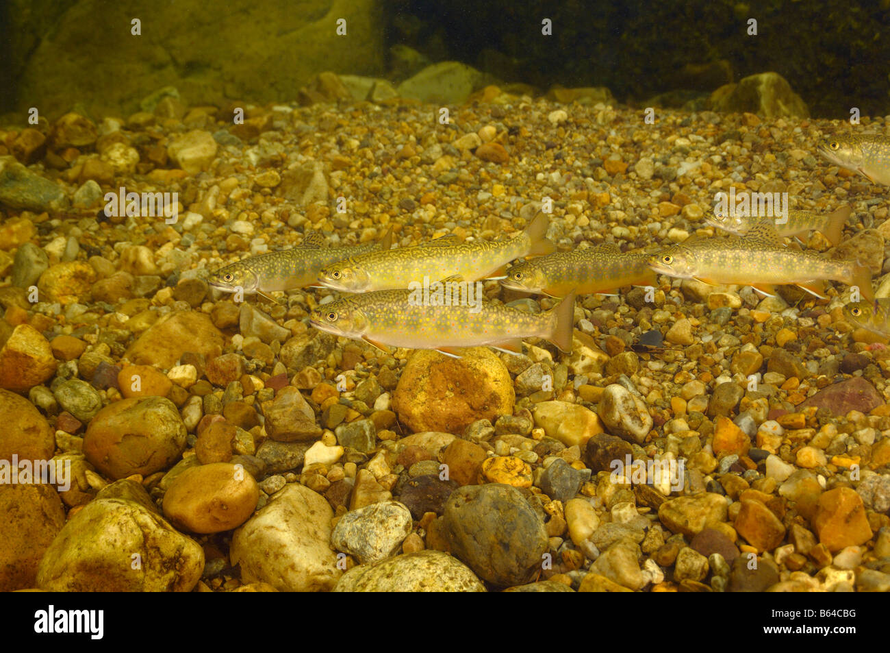 Brook Trout Underwater High Resolution Stock Photography and Images - Alamy