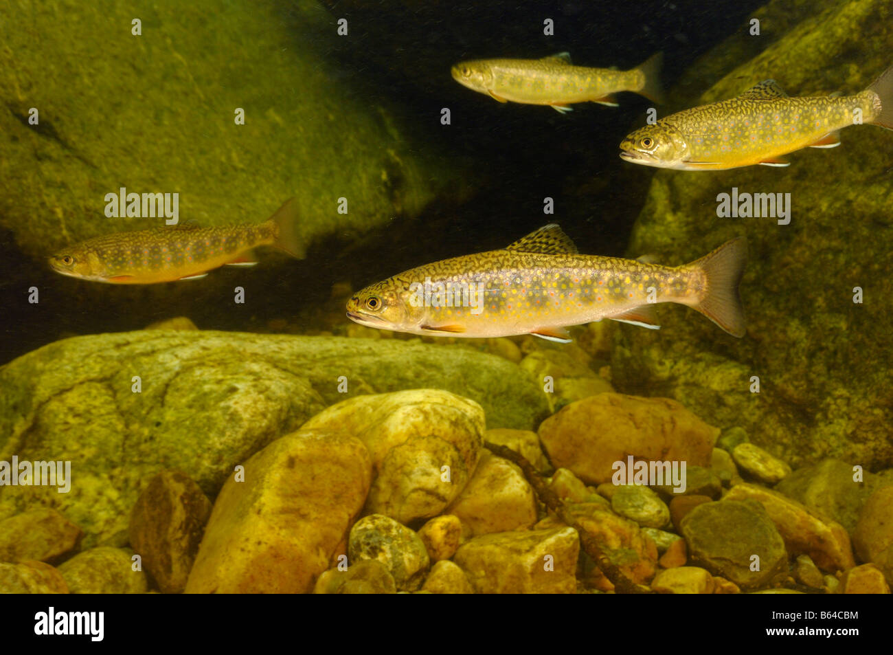 Brook trout hi-res stock photography and images - Alamy