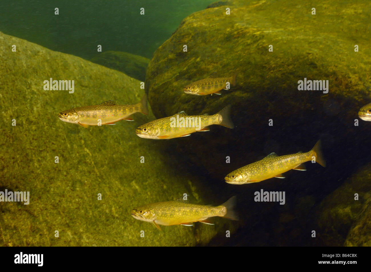 Brook trout Salvelinus fontinalis Mendon brook Vermont Stock Photo - Alamy