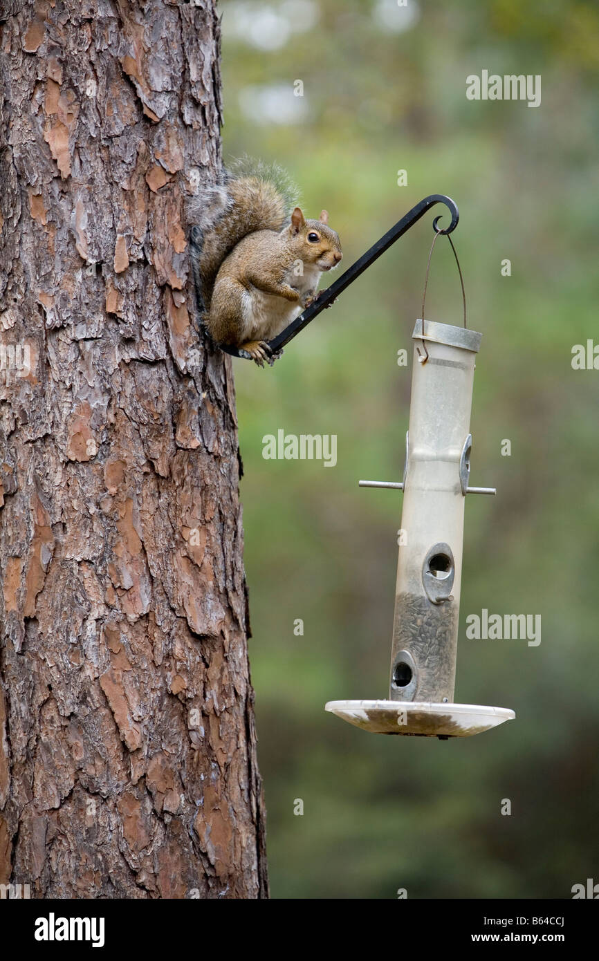 Stealing seeds hi-res stock photography and images - Alamy
