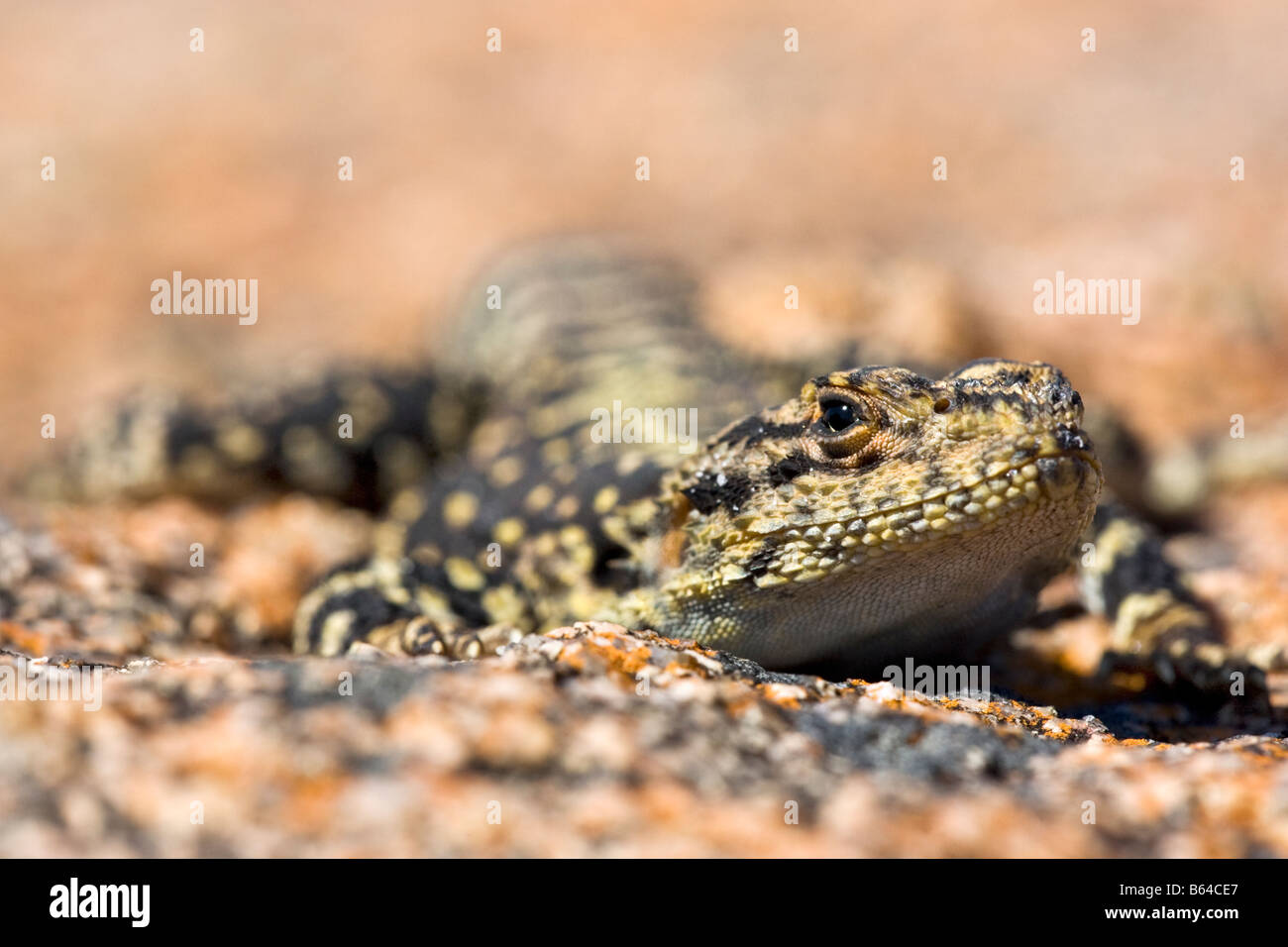 An Ornate Dragon (Ctenophorus ornatus) lizard basking on rocks in Cape ...