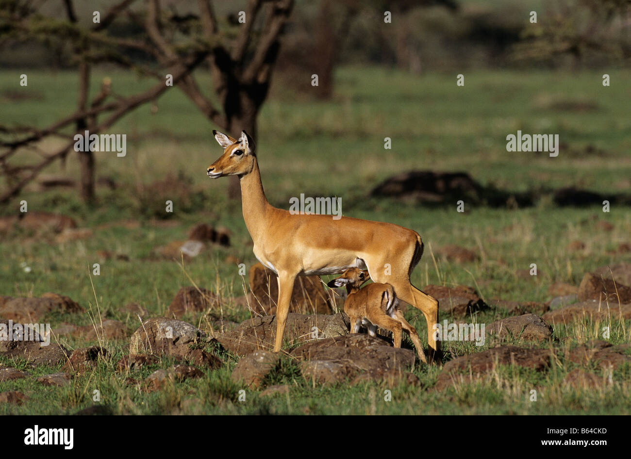 Mother Impala Nursing Newborn Stock Photo - Alamy