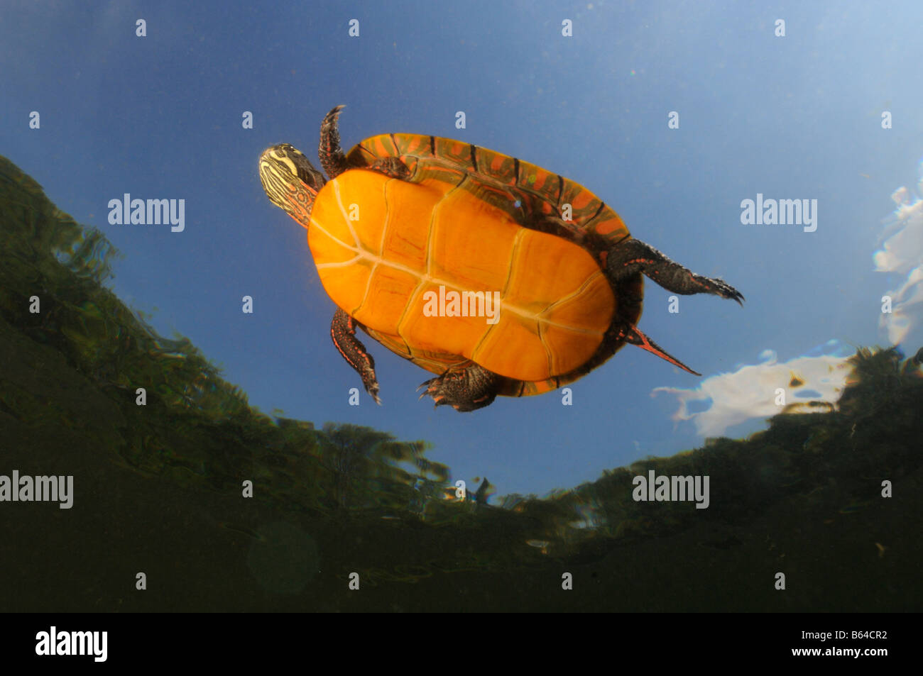 Turtle pond hi-res stock photography and images - Alamy