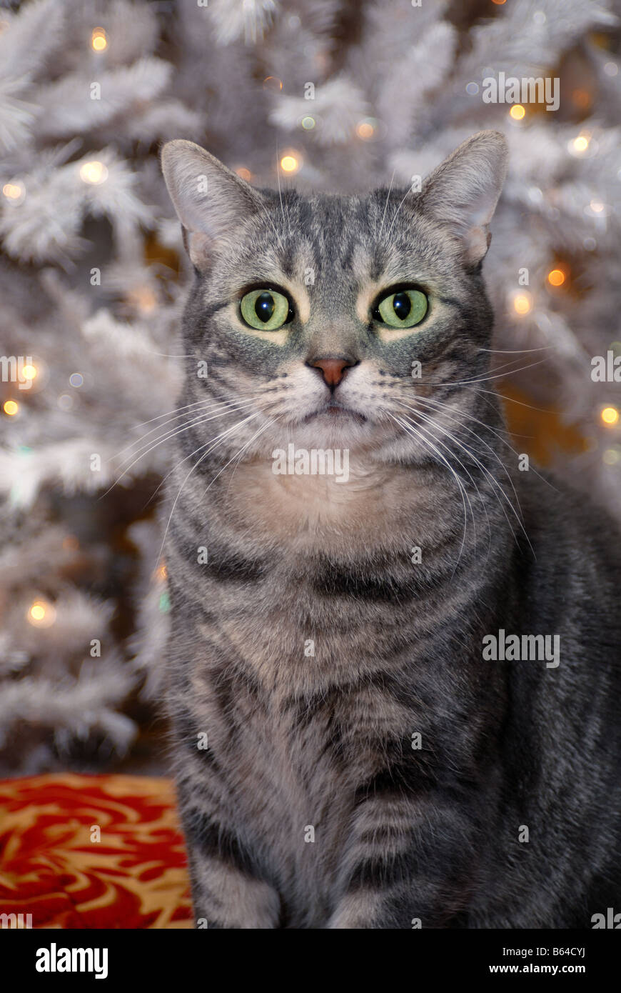 American big cat hi-res stock photography and images - Alamy