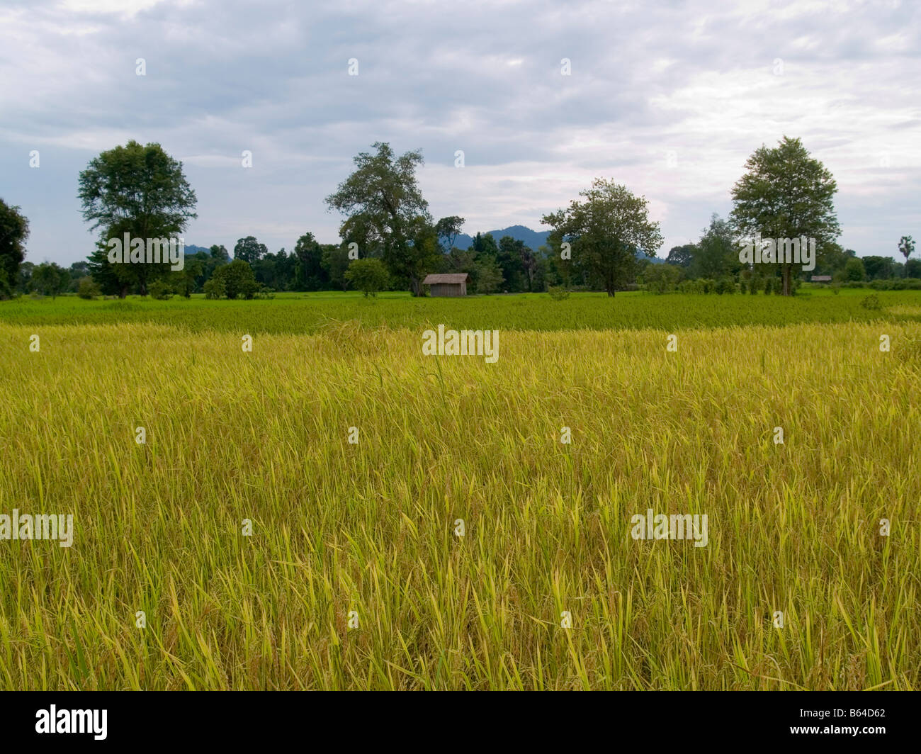 beautiful rice field ready for harvest on Don Khon Island in Laos Stock ...