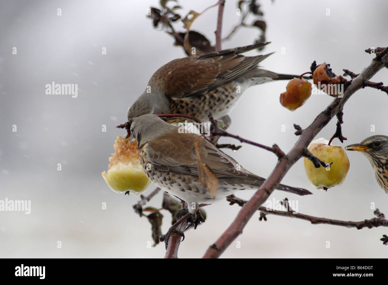 Apples Bird Feeder High Resolution Stock Photography and Images - Alamy