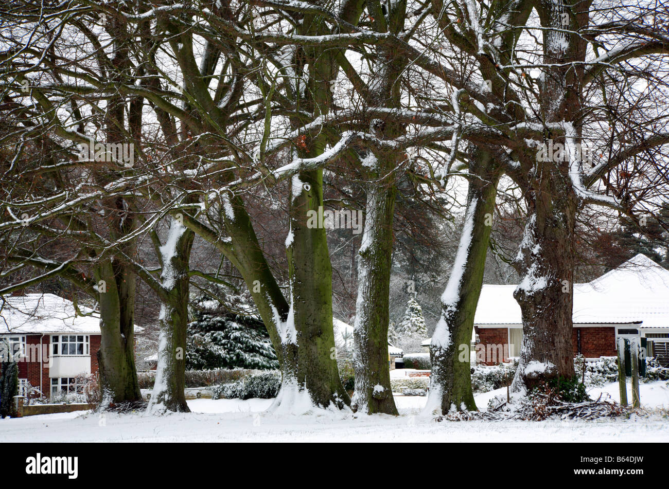Tree trunks and branches with covering of snow in residential area ...