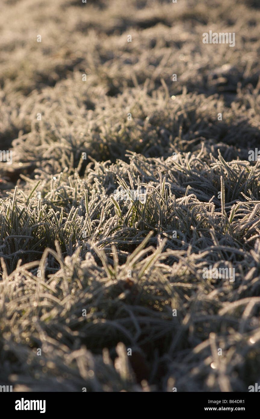 first frost on grass Stock Photo - Alamy