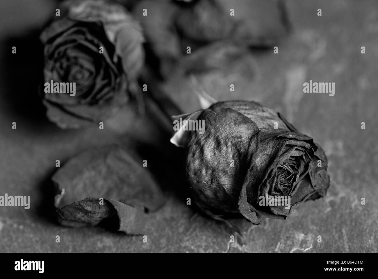 Dead rose Black and White Stock Photos & Images - Alamy