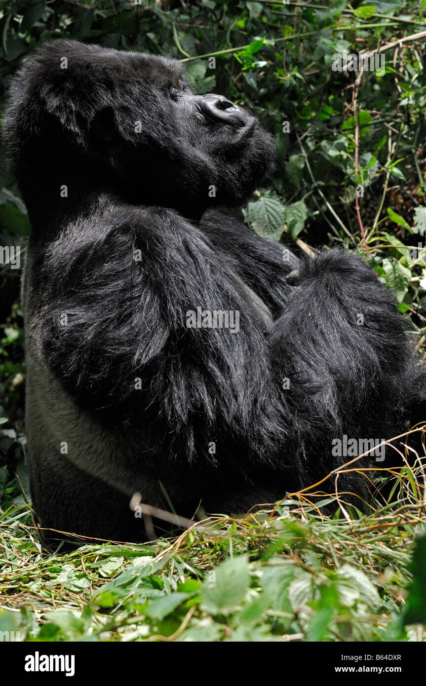 Male silverback very large mountain gorilla sitting up and scratching ...