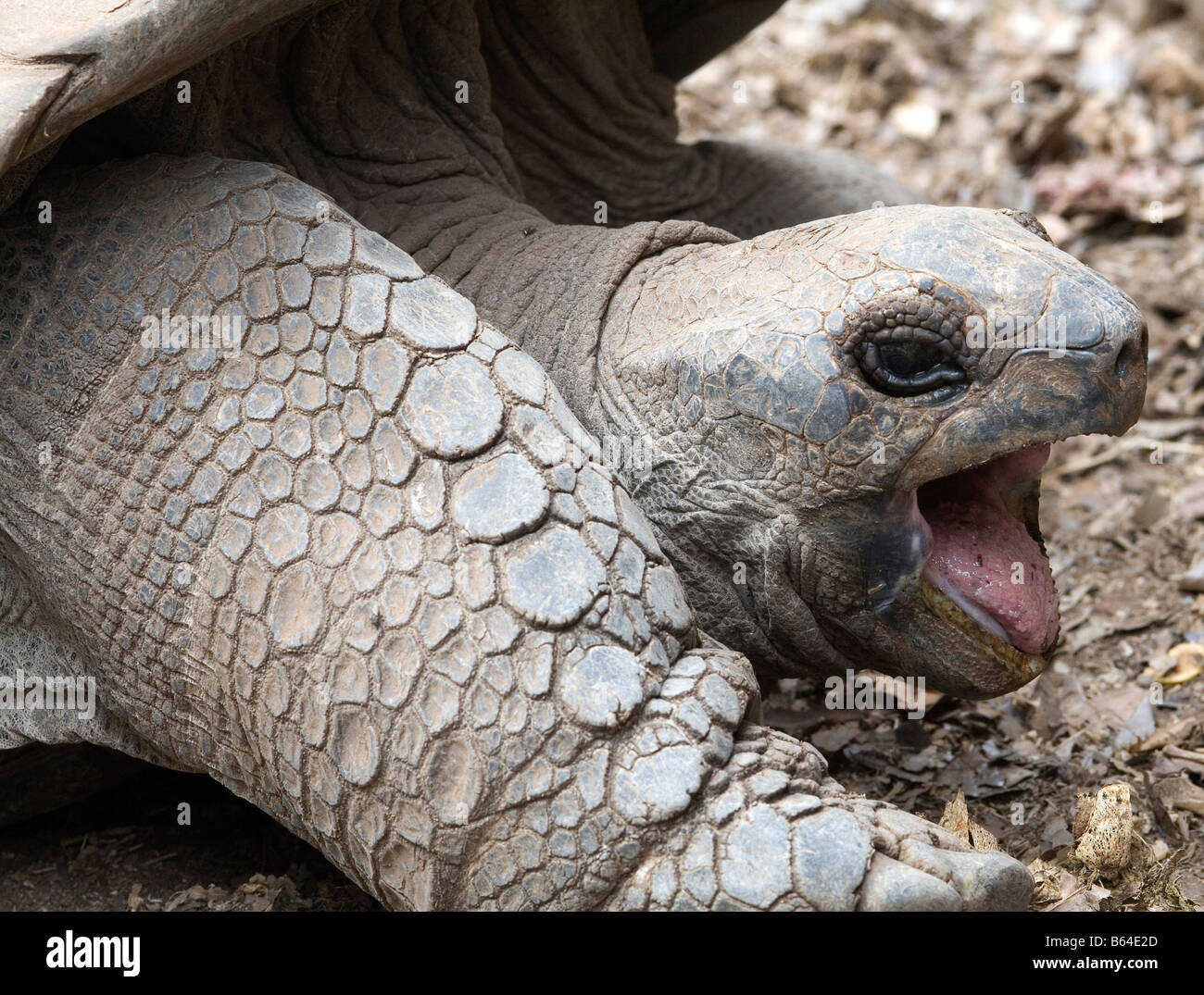 Tired tortoise - Aldabra giant tortoise (Geochelone gigantea) yawning ...