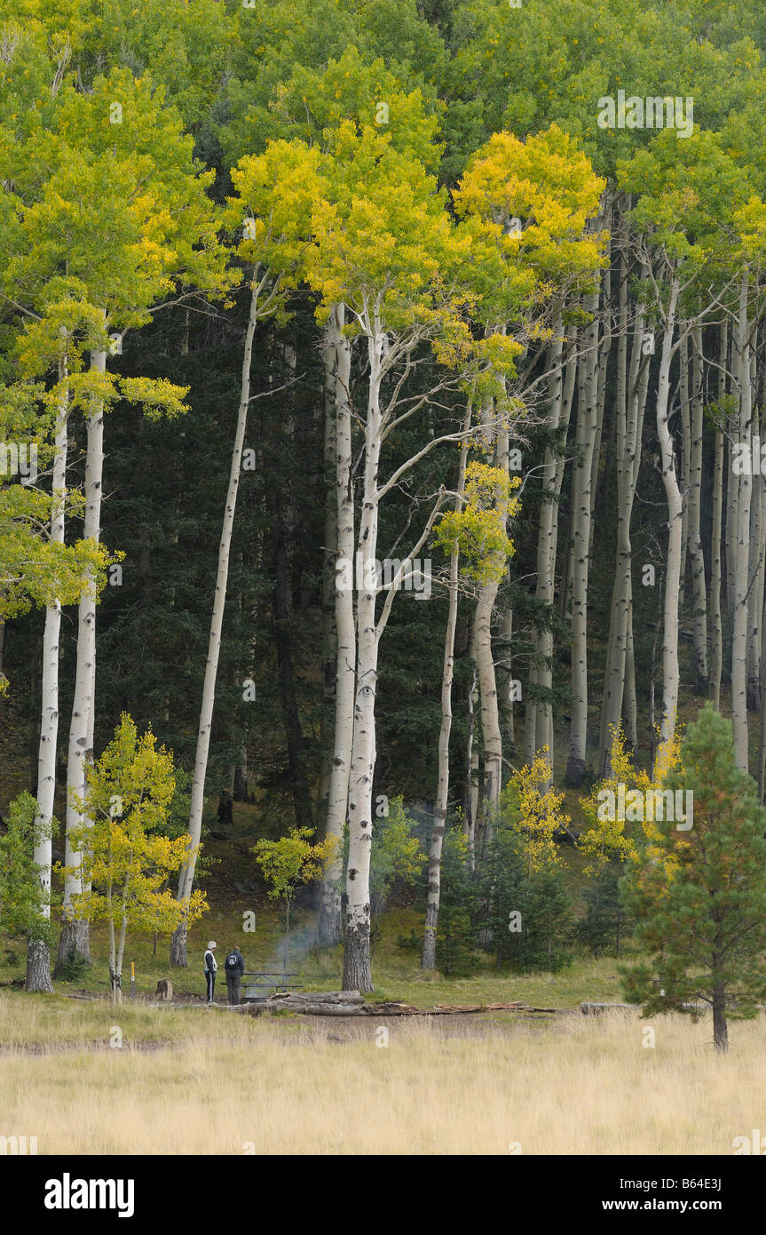 Coconino national forest camping hi-res stock photography and images ...
