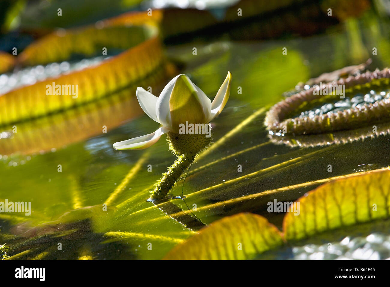 Brazil, Silvania, Goias, Big waterplant called: Victoria Regia Stock ...