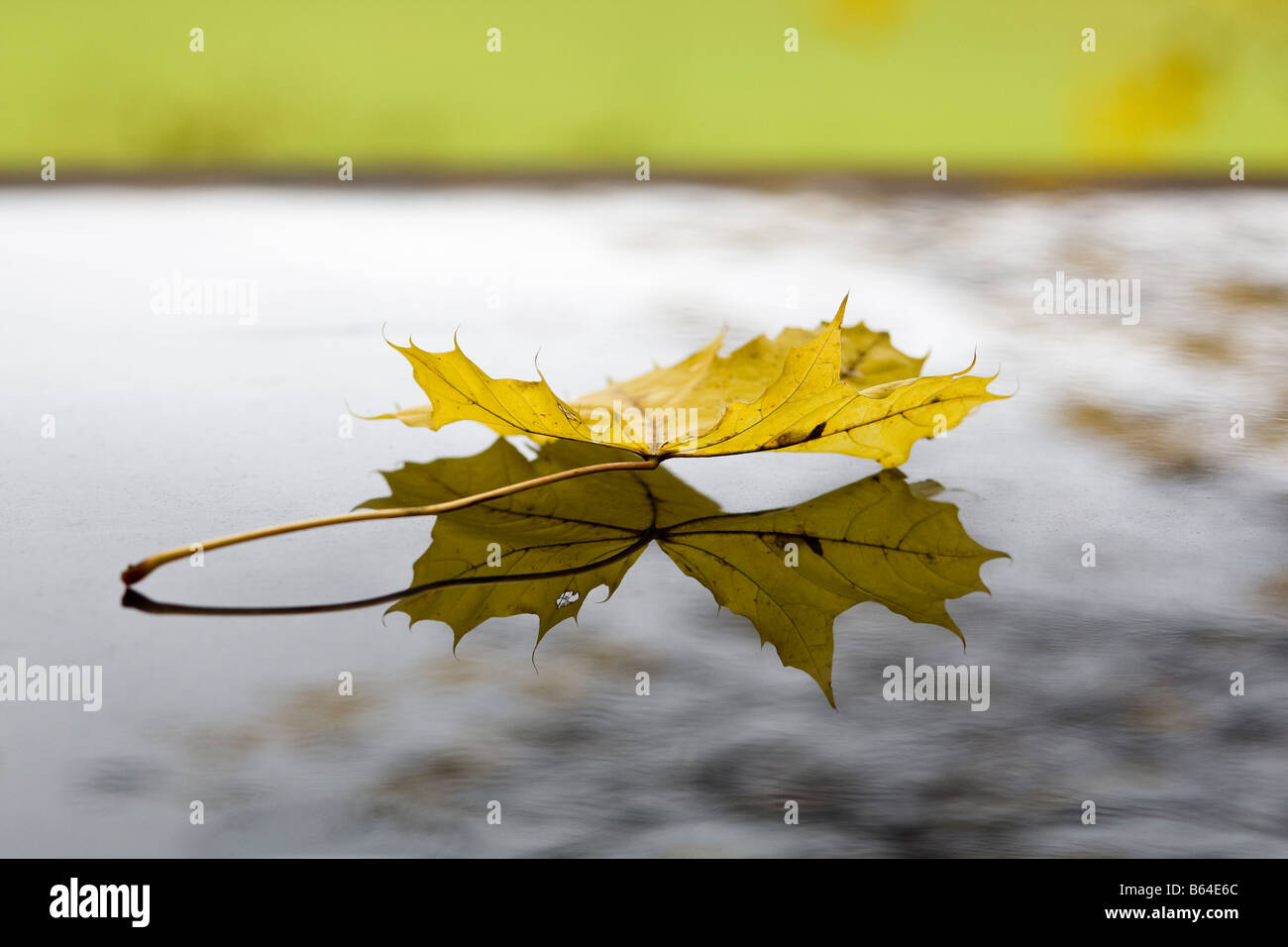 Autumn Fall Leaf reflecting of a mirror surface Stock Photo - Alamy