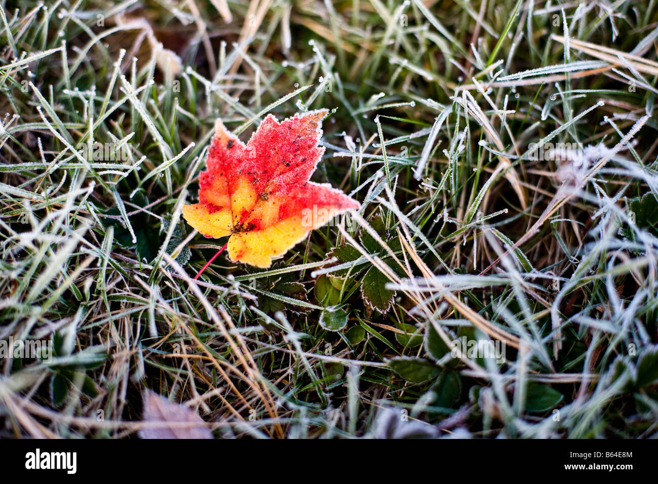 Autumn Fall leaf covered in frost Stock Photo - Alamy