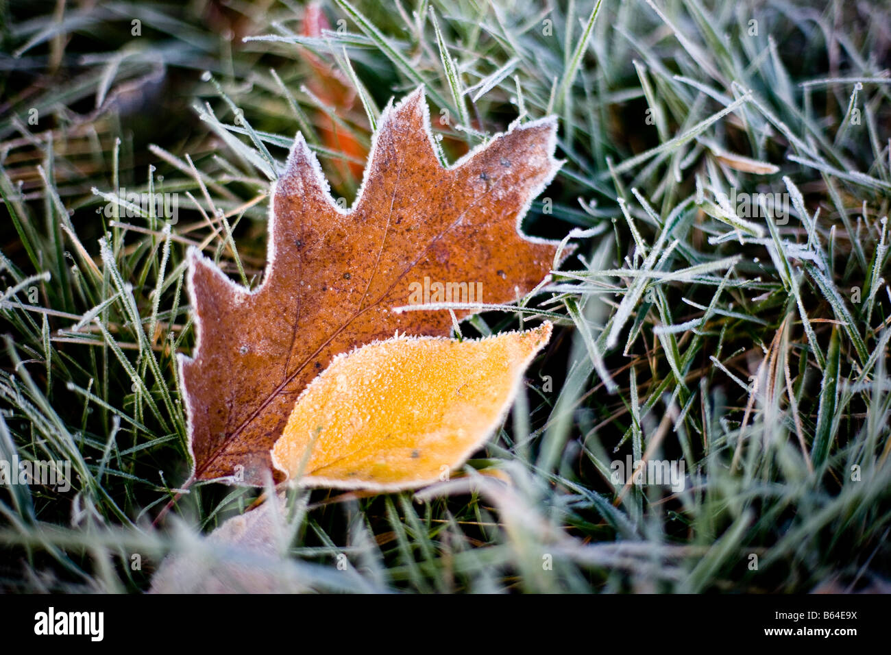 Fall in frost hi-res stock photography and images - Alamy