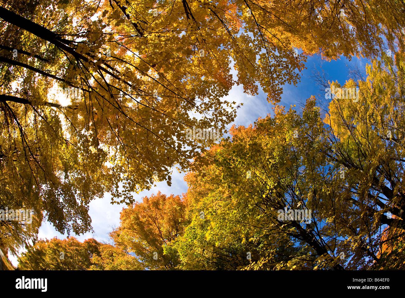 Fall leaf canopy hi-res stock photography and images - Alamy
