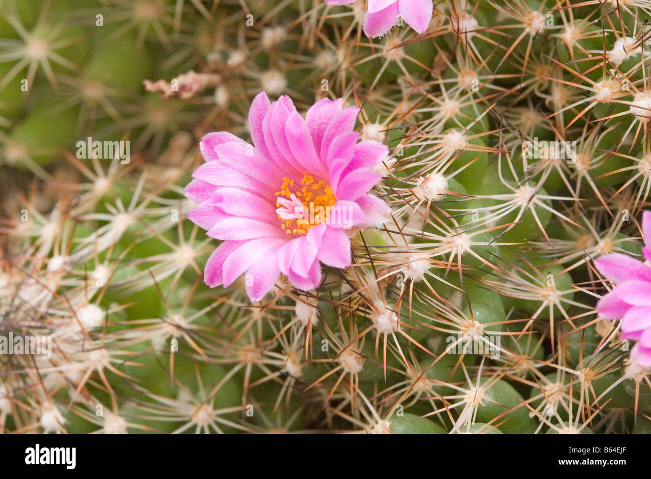 Hester Beehive Cactus Coryphantha hesteri Stock Photo - Alamy
