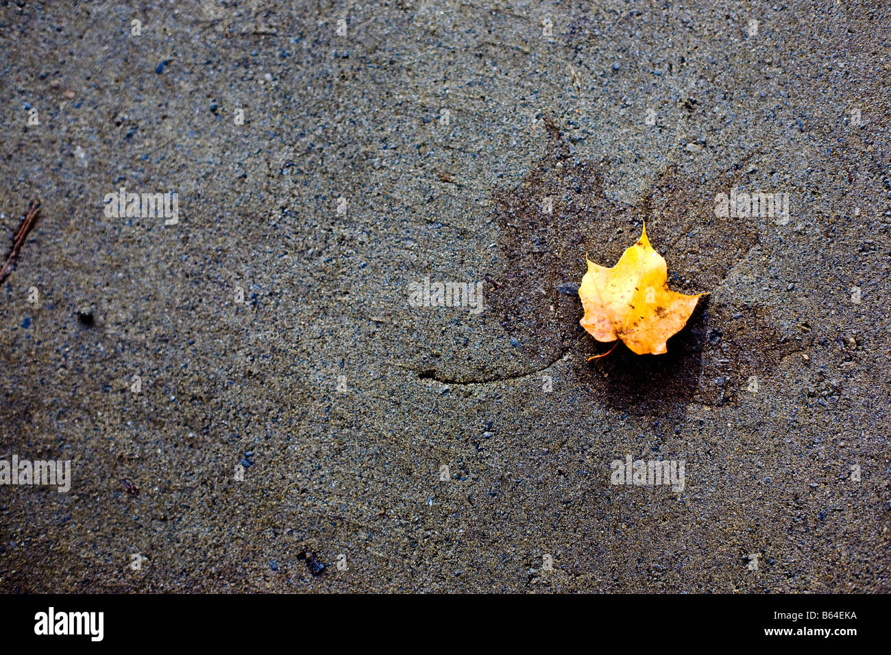 Autumn Fall leaf on gravel road with imprint Stock Photo - Alamy