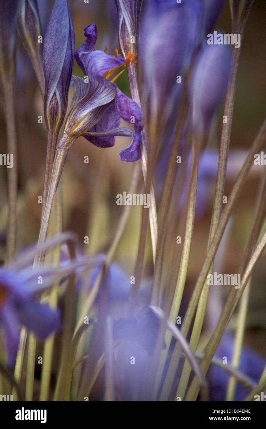 early blooming flowers. indication of spring Stock Photo - Alamy
