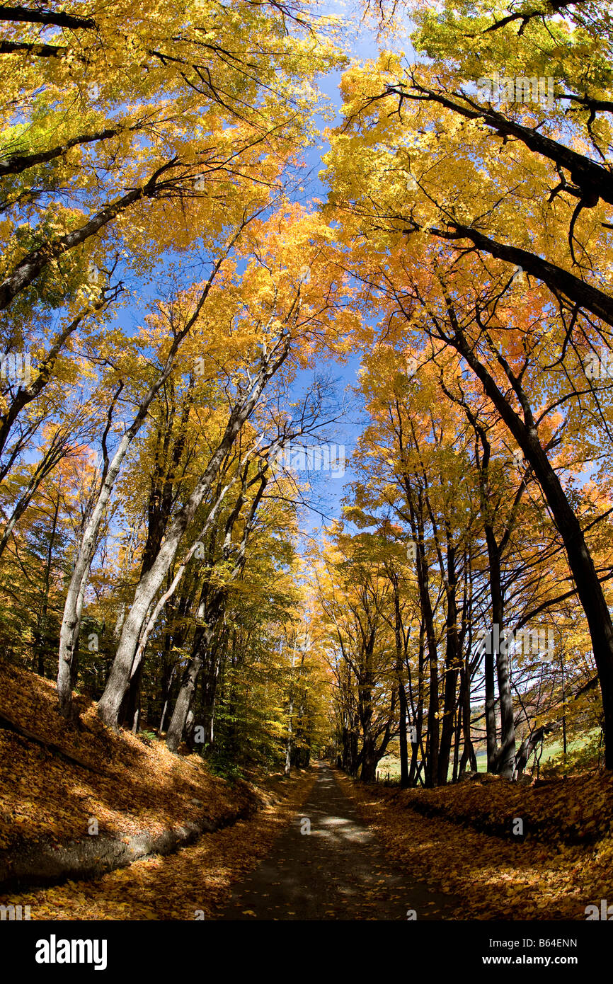 Canopy of fall leaves hi-res stock photography and images - Alamy