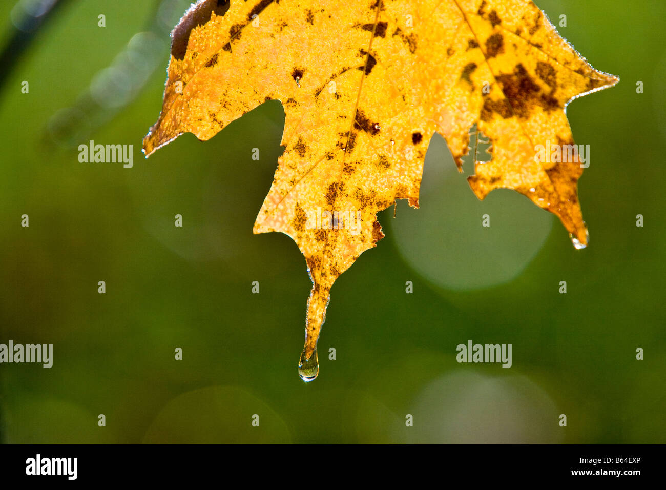 Seasonal leaf transformation hi-res stock photography and images - Alamy