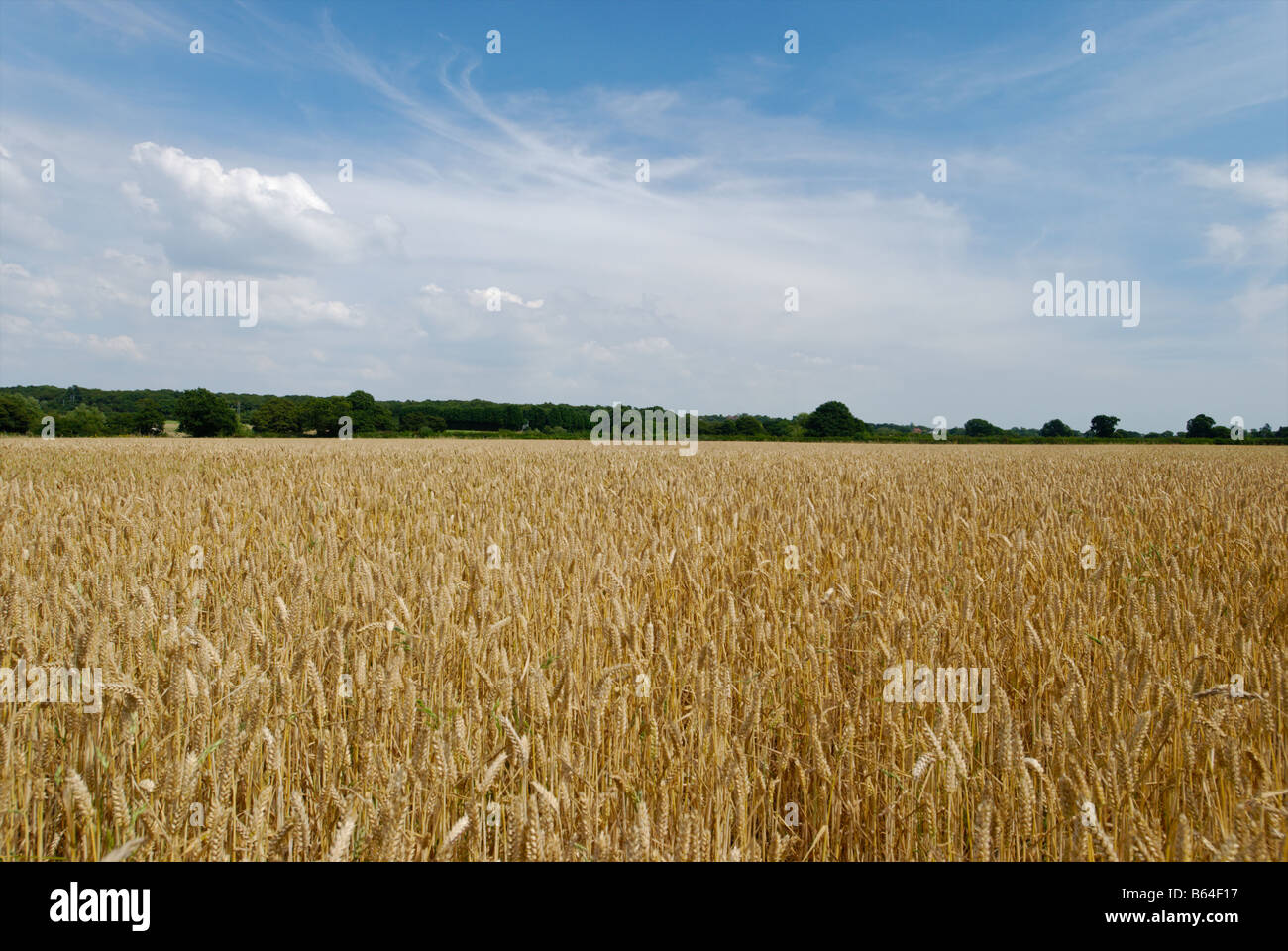 Corn Field in Sussex, England Stock Photo - Alamy