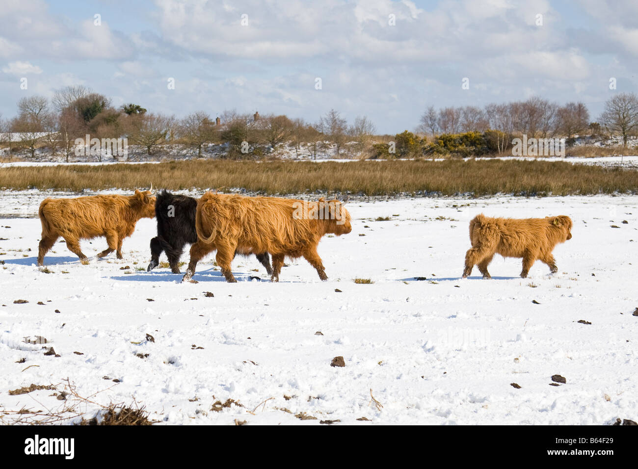 Cattle in snow hi-res stock photography and images - Alamy