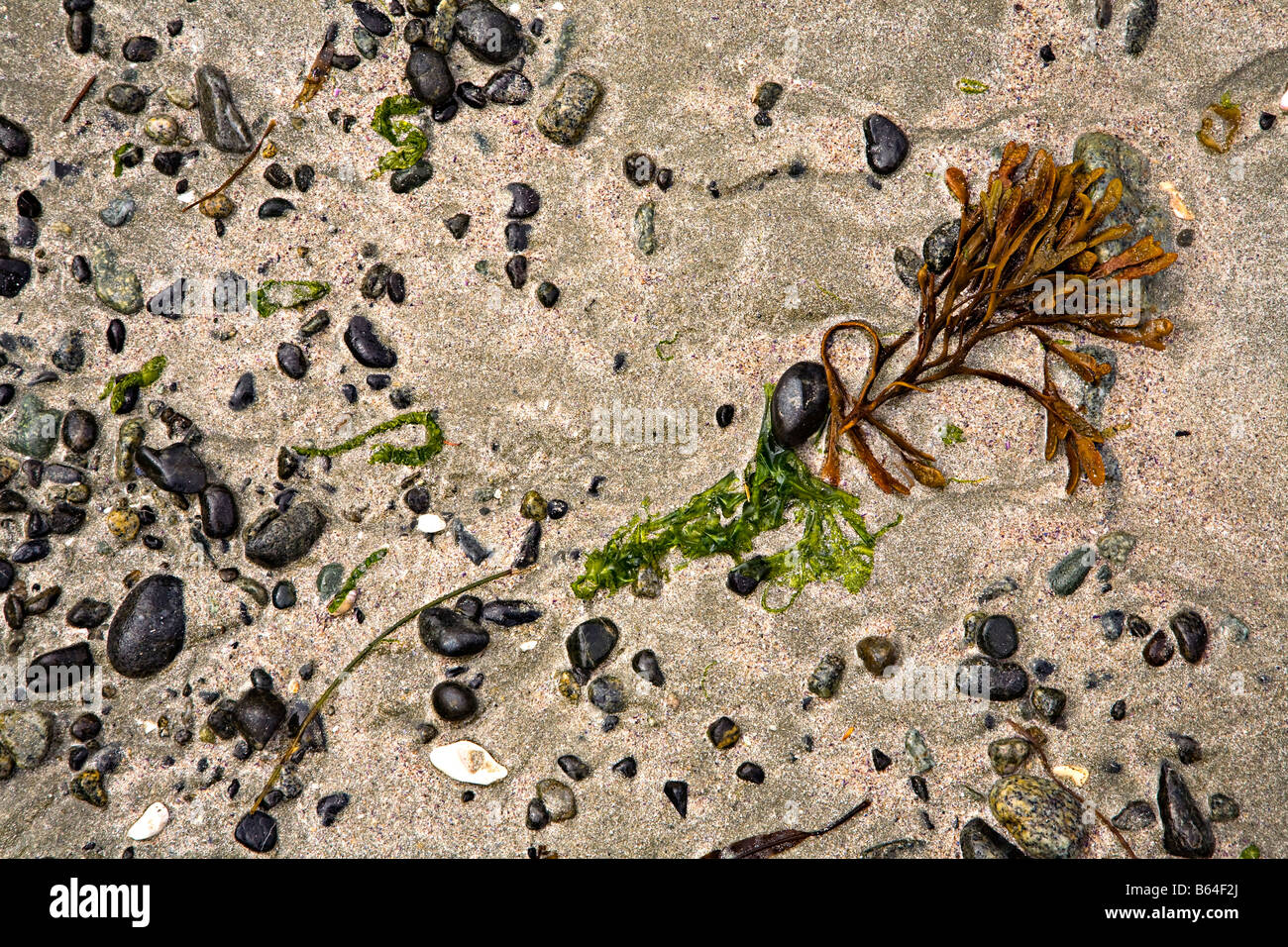 Seaweed washed up beach hi-res stock photography and images - Alamy