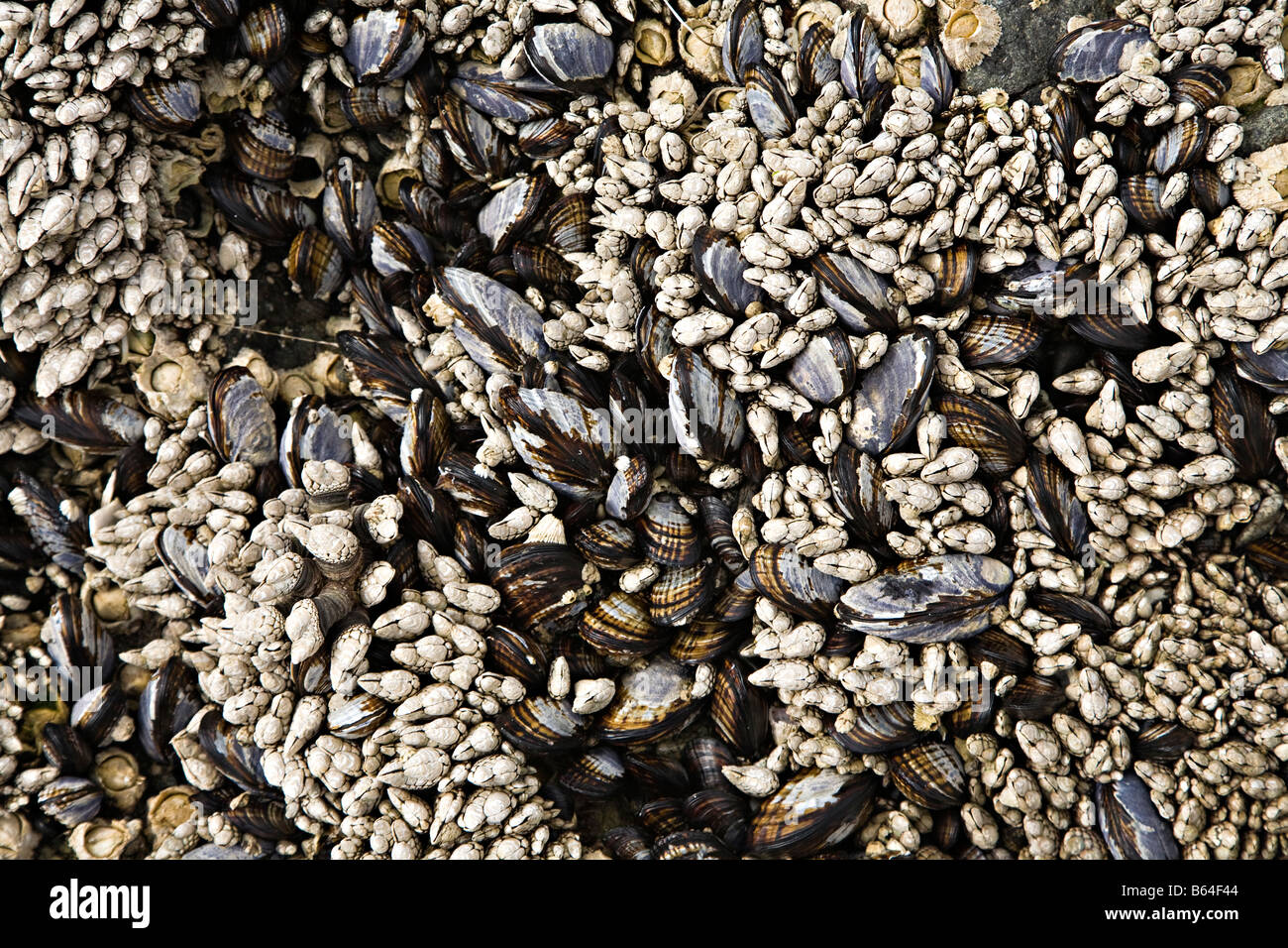 Mussels and barnacles on rocky shore Vancouver island British Columbia ...