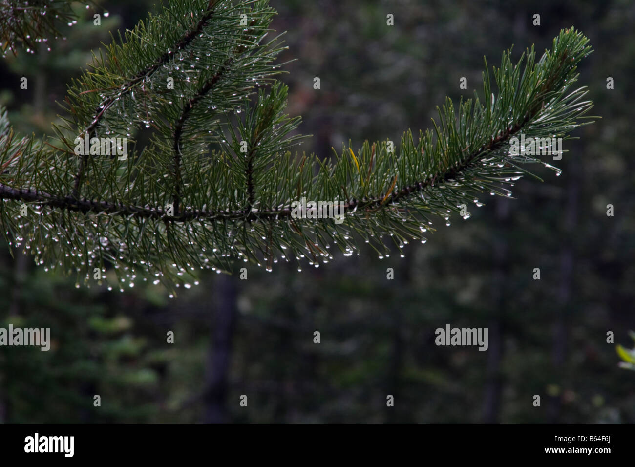 A Tree Branch with Dew Stock Photo - Alamy