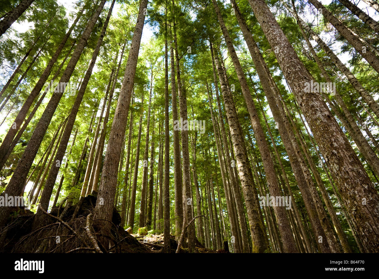 Western Hemlock Tsuga heterophylla and Amabilis Fir or Pacific Silver ...