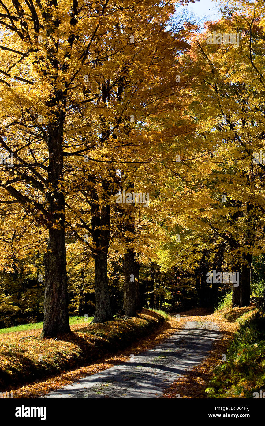 Autumn Fall season trees next to a gravel road Stock Photo - Alamy