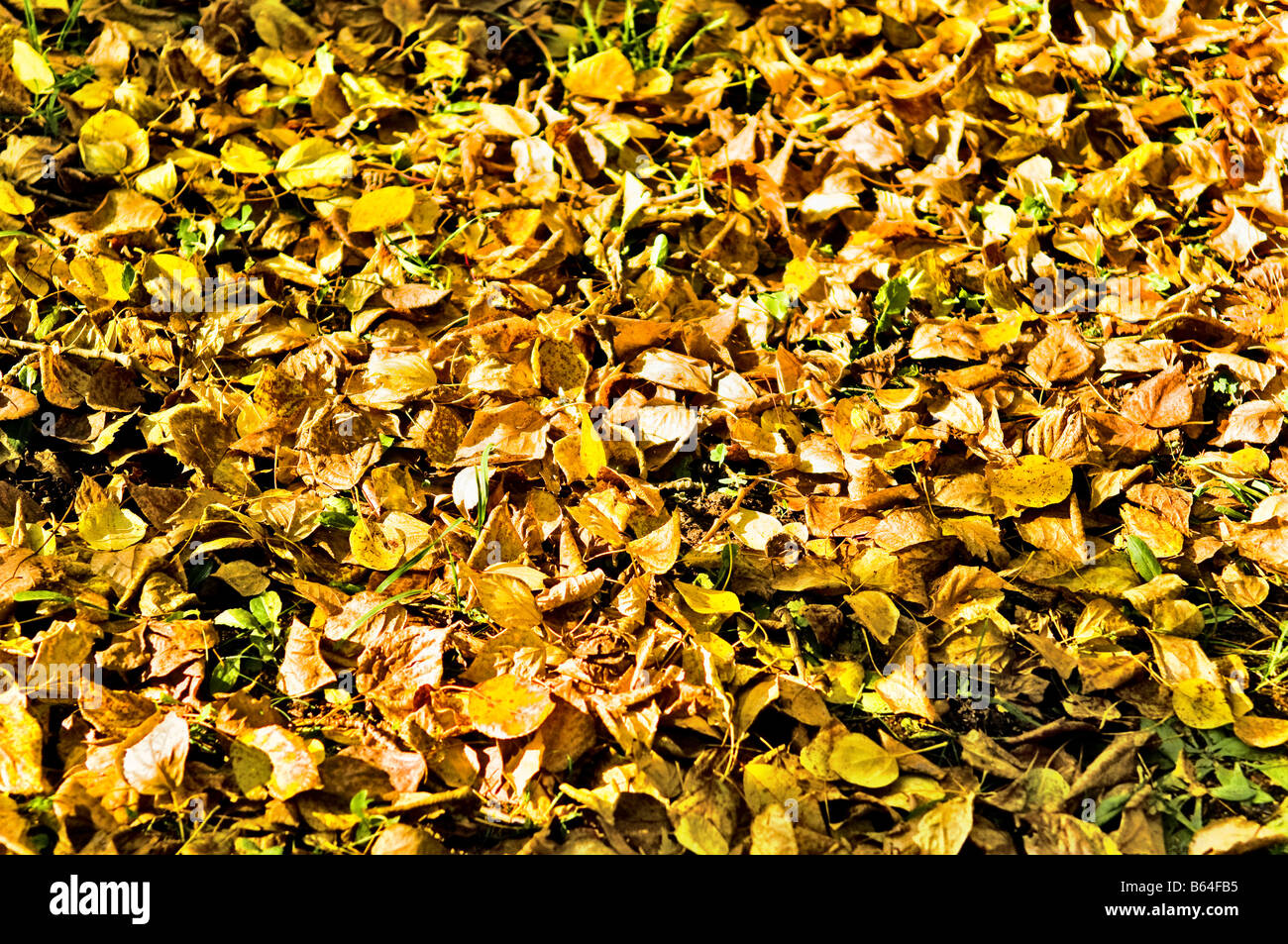 yellow leaves background Stock Photo - Alamy