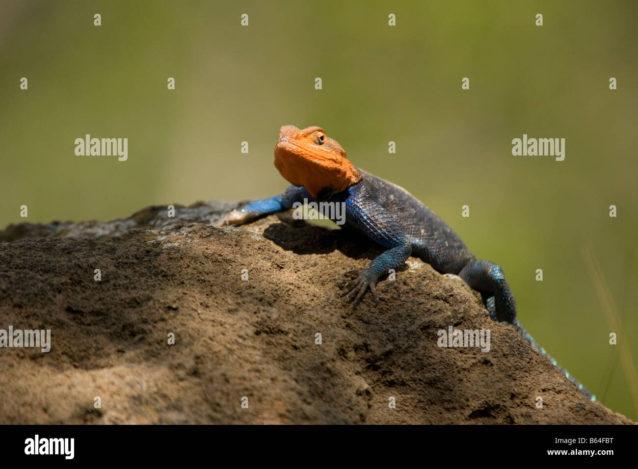 African blue headed lizard hi-res stock photography and images - Alamy