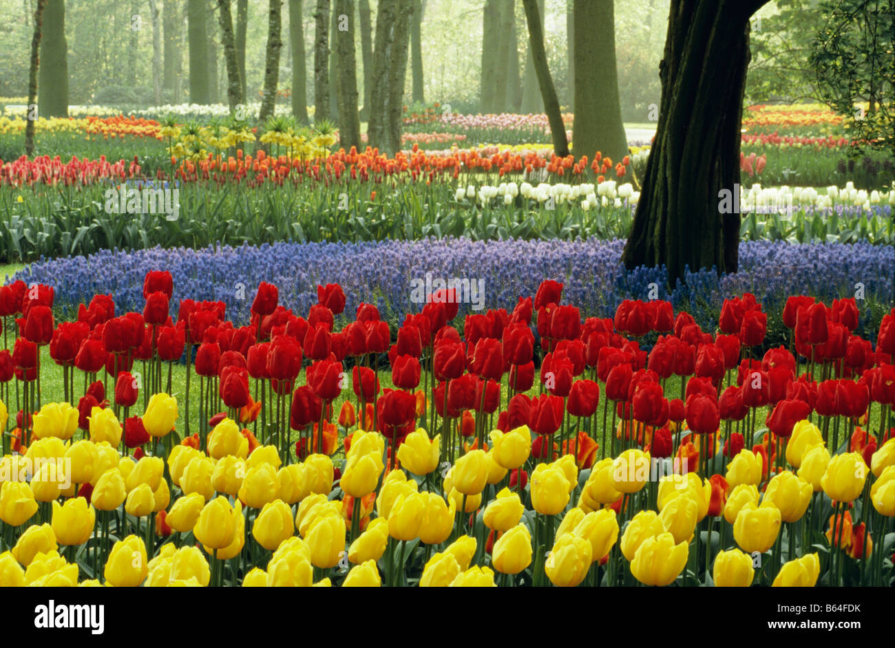 The Netherlands, Lisse. Flower gardens called De Keukenhof. Tulips Stock Photo - Alamy