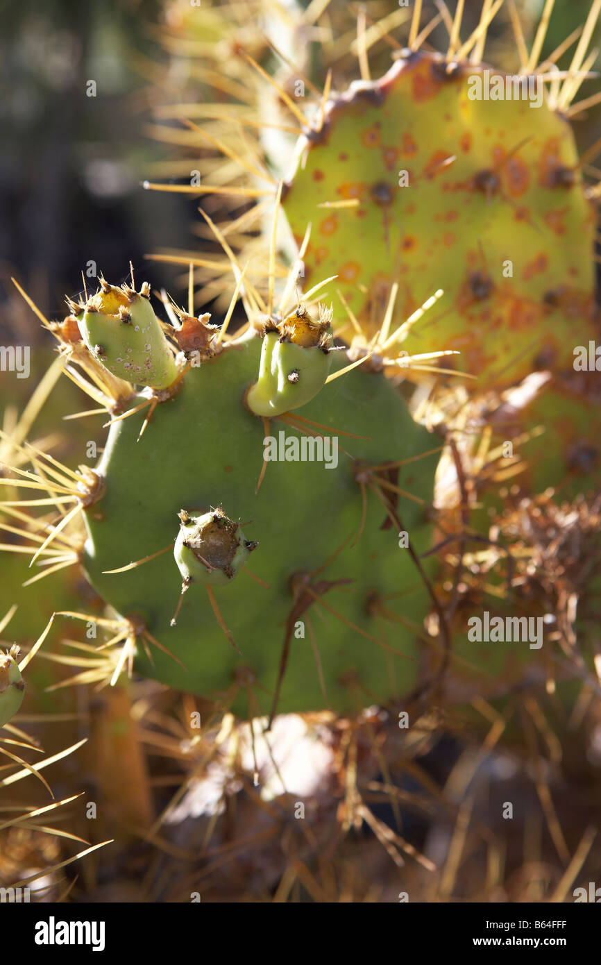 Triangle cactus hi-res stock photography and images - Alamy