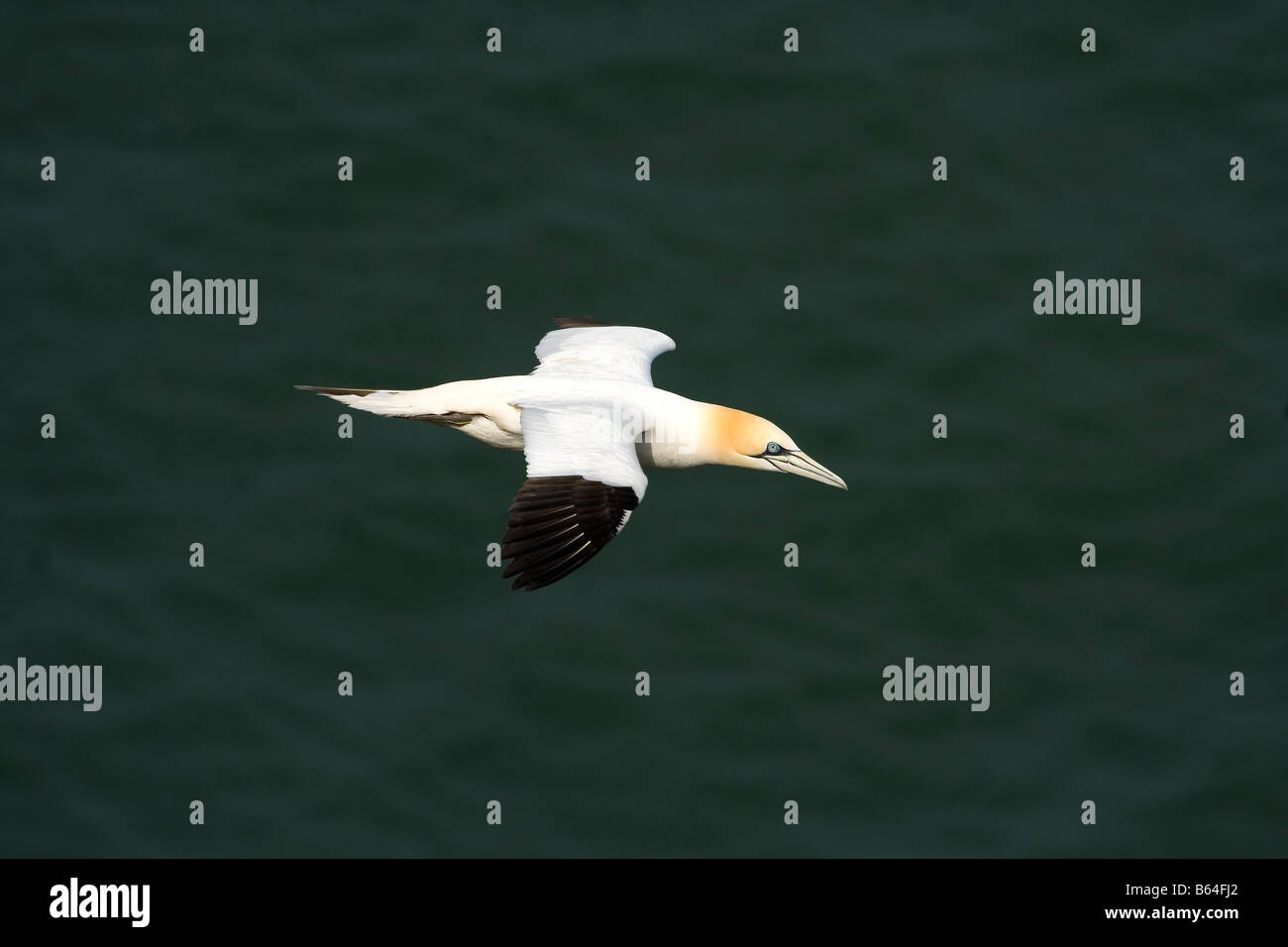 Gannet bird in flight hi-res stock photography and images - Alamy