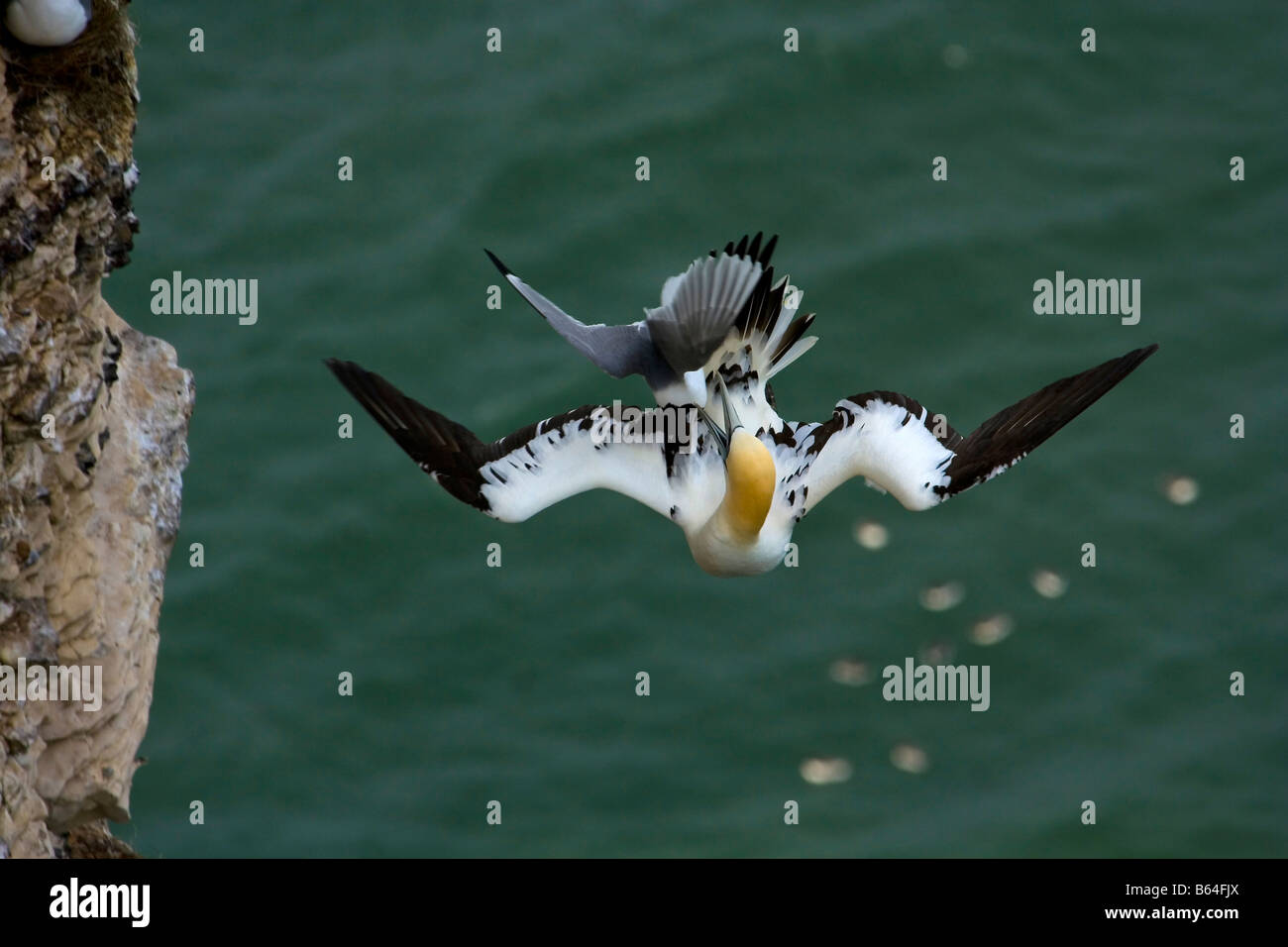 Attacked bird hi-res stock photography and images - Alamy