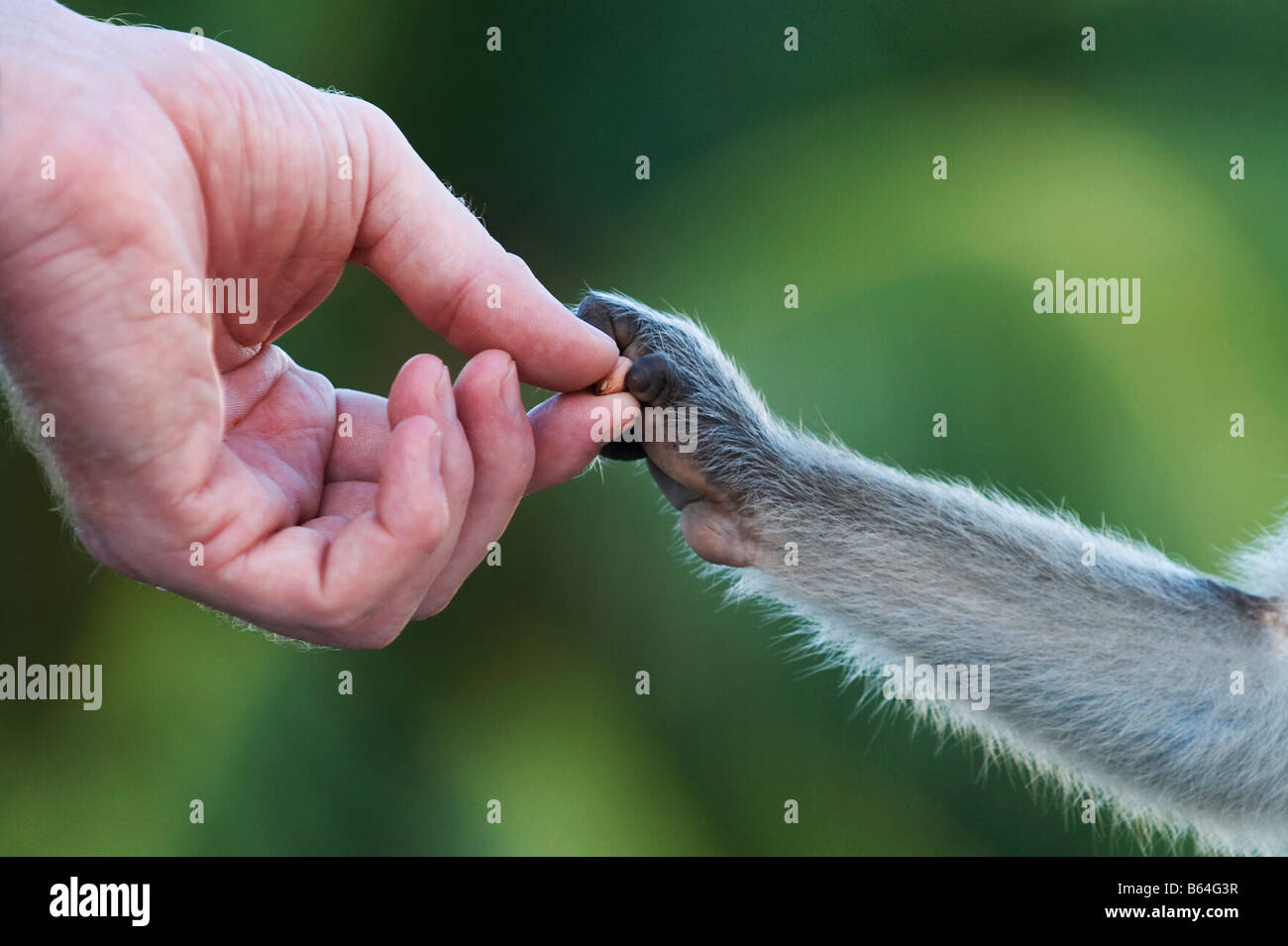 Bonnet macaque monkey hand taking peanuts from a human hand. Andhra ...