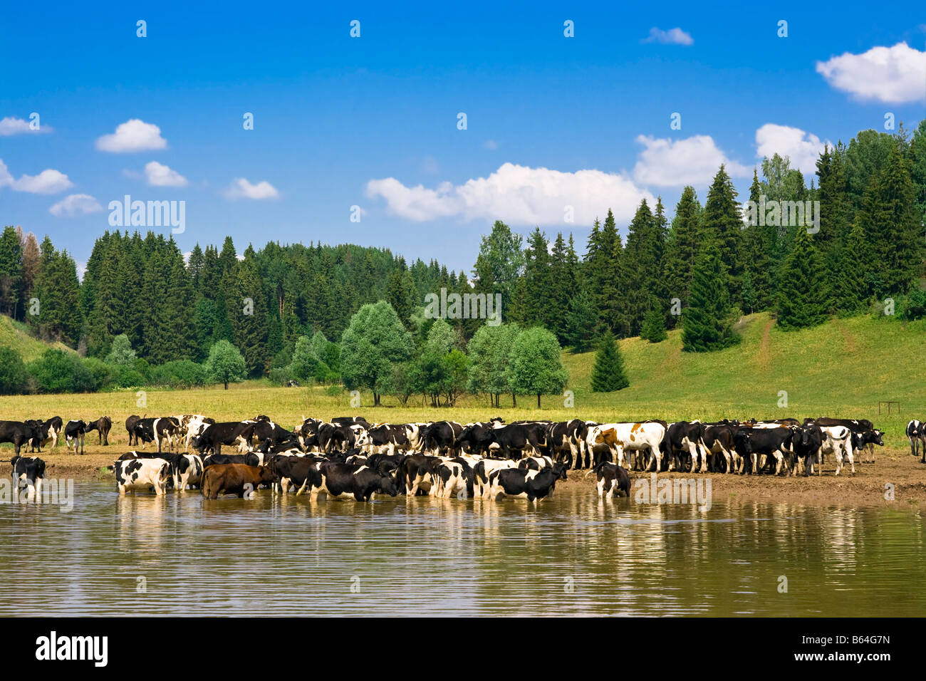 Dairy farm landscape outdoors cows hi-res stock photography and images ...