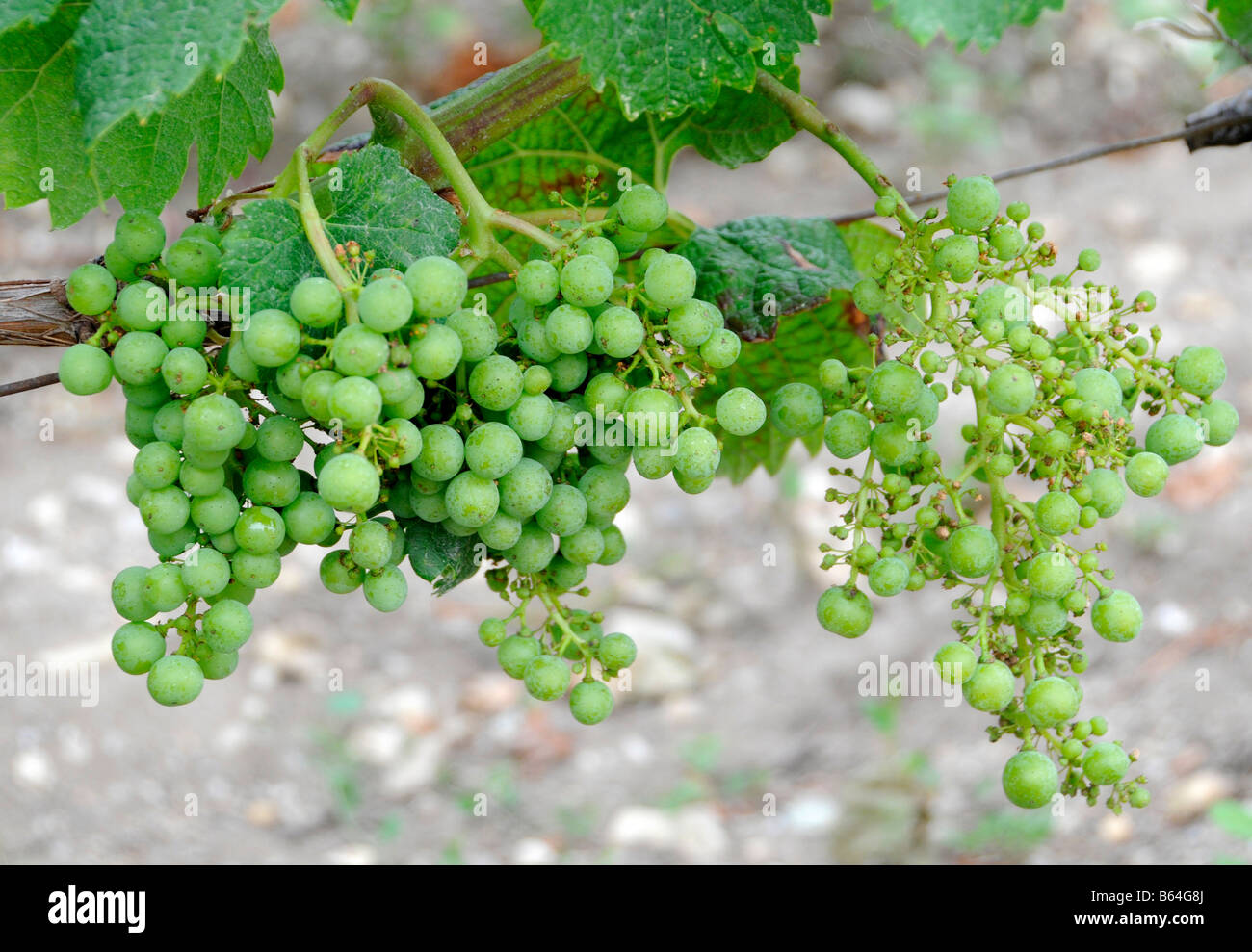 Grapevine, Bordeaux, France Stock Photo - Alamy