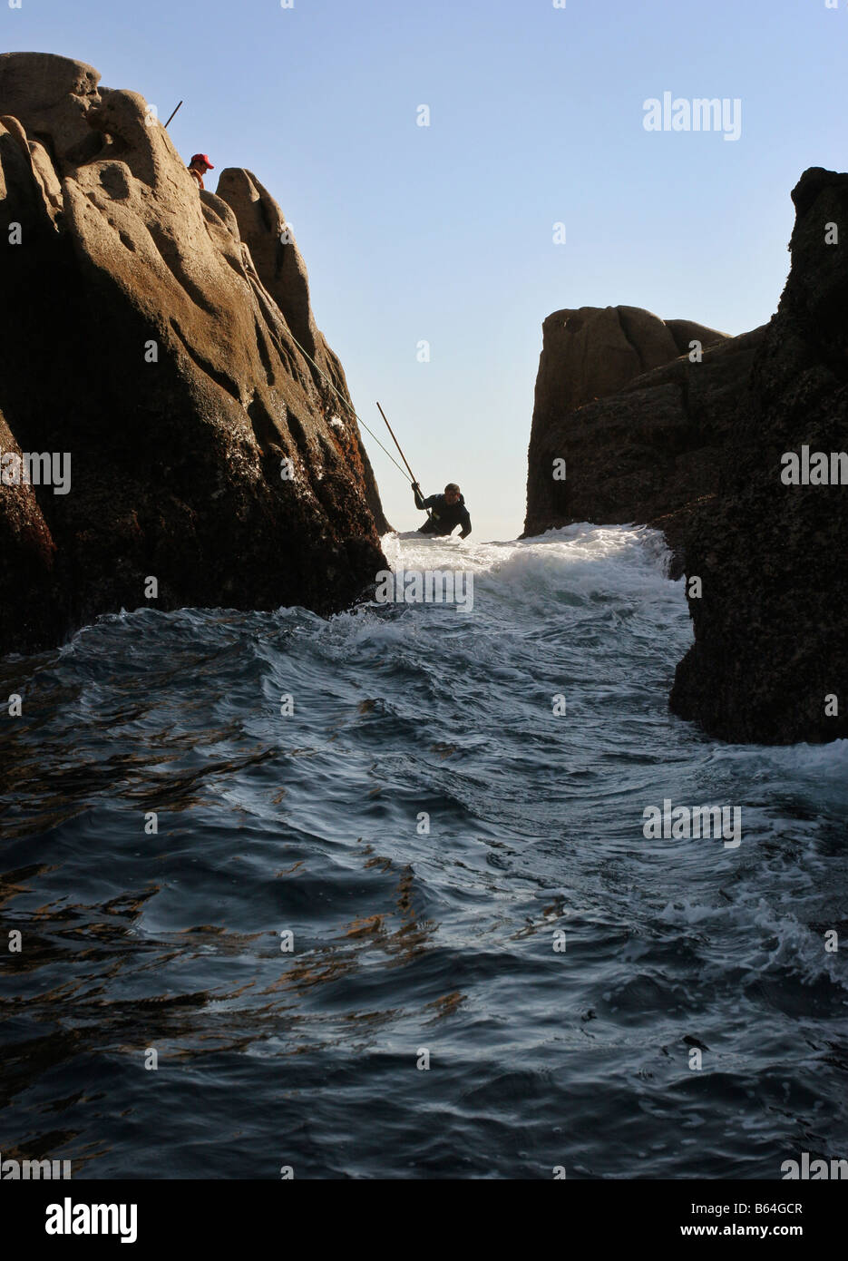 A Percebeiro gathers Percebes shellfish or goose barnicles on the ...